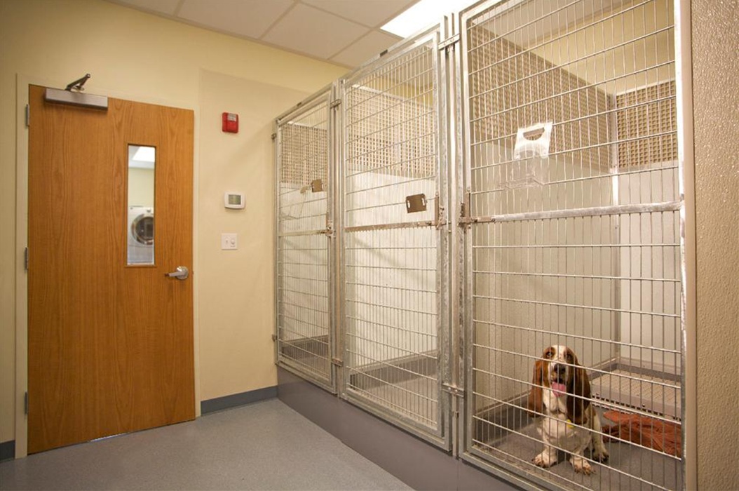 Lien Animal Clinic - Corstone